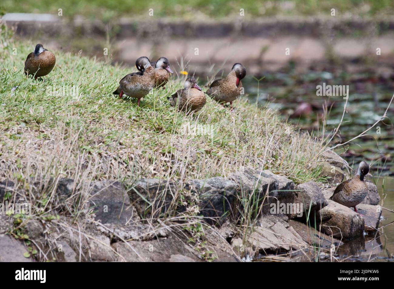 Duck, Foot-red, São Paulo, Brazil Stock Photo - Alamy