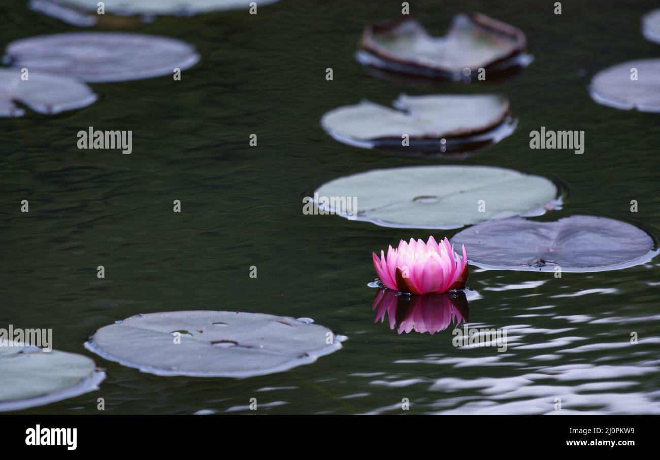 Nymphaea rubra hi-res stock photography and images - Alamy
