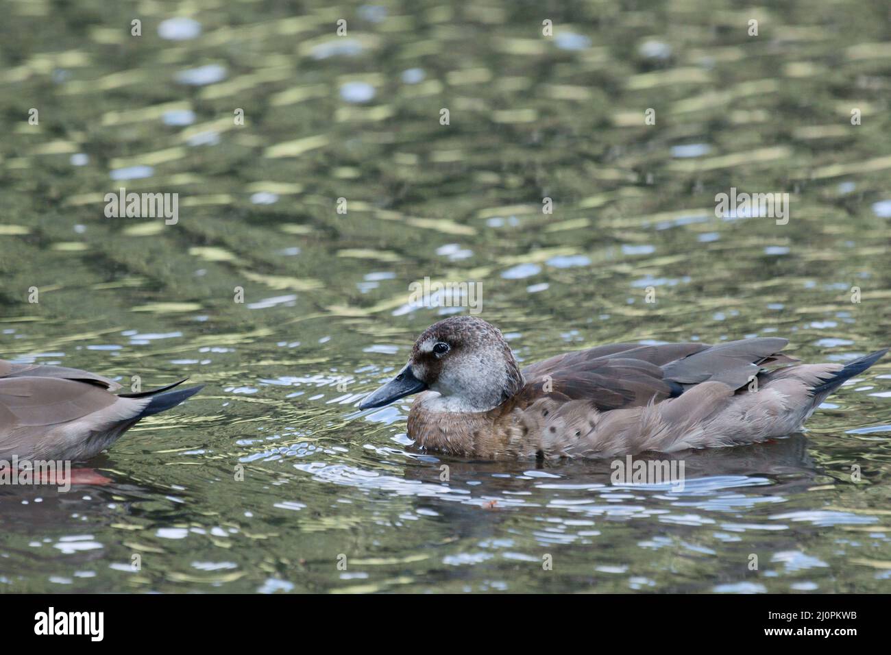 Brazilian ducks hi-res stock photography and images - Alamy