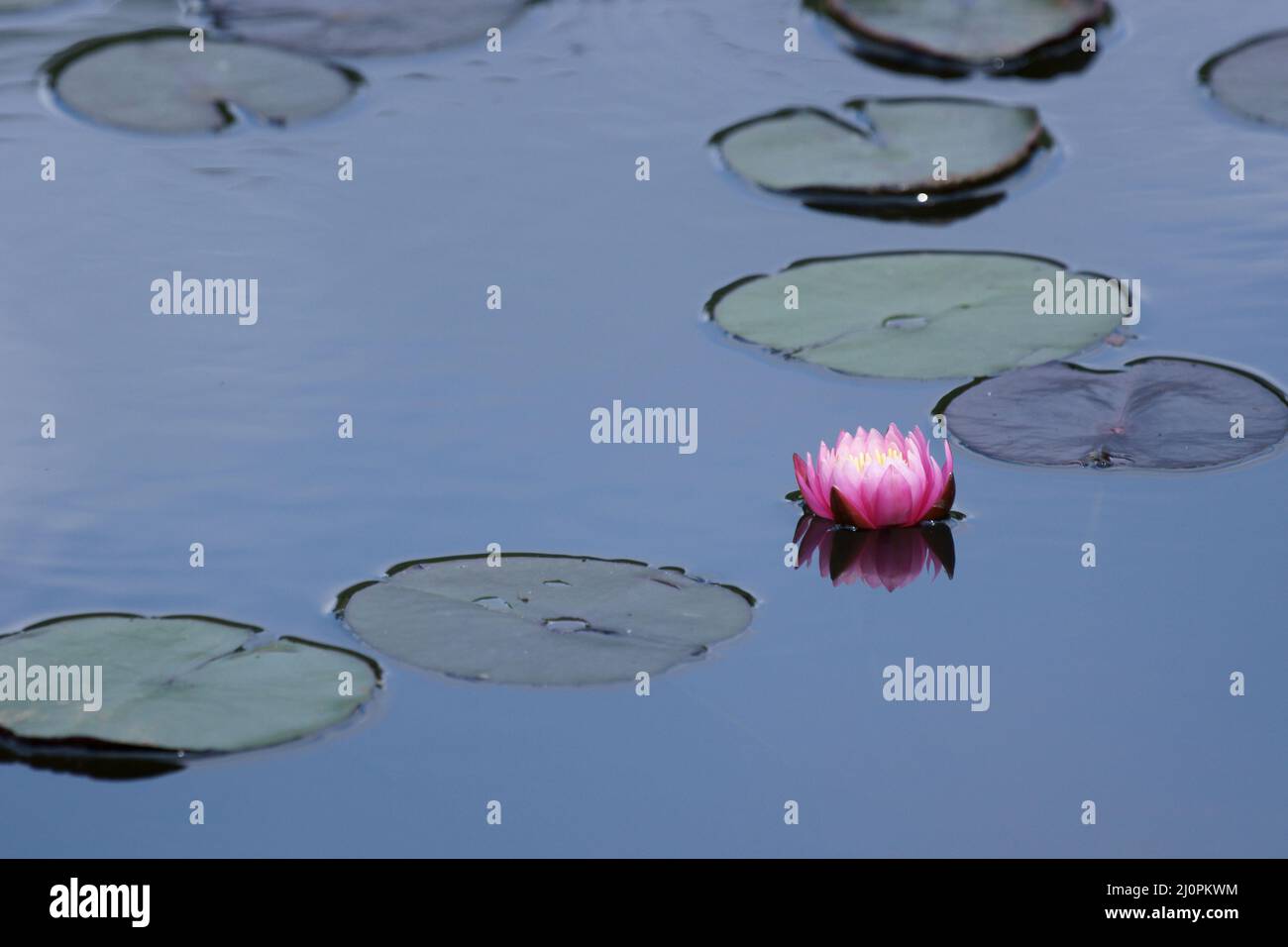 Nymphaea rubra, São Paulo, Brazil Stock Photo - Alamy