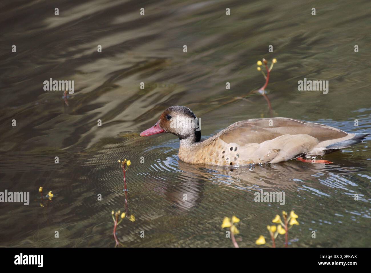 Duck, Foot-red, São Paulo, Brazil Stock Photo - Alamy