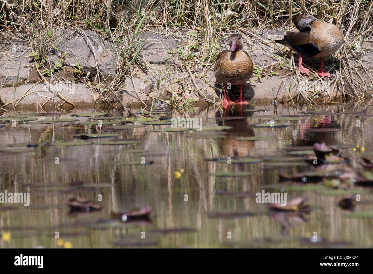 Duck, Foot-red, São Paulo, Brazil Stock Photo - Alamy