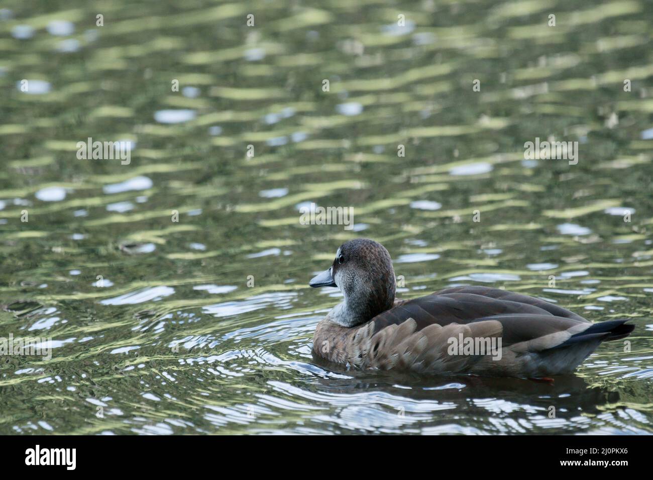 Duck, Foot-red, São Paulo, Brazil Stock Photo - Alamy