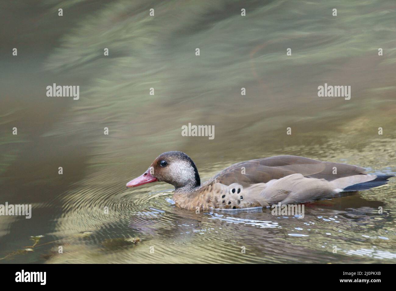 Duck, Foot-red, São Paulo, Brazil Stock Photo - Alamy