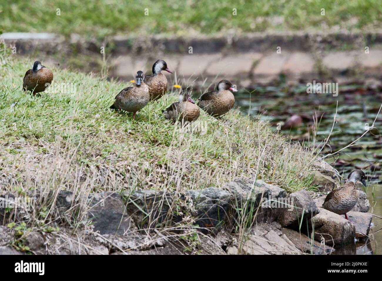 Duck, Foot-red, São Paulo, Brazil Stock Photo - Alamy
