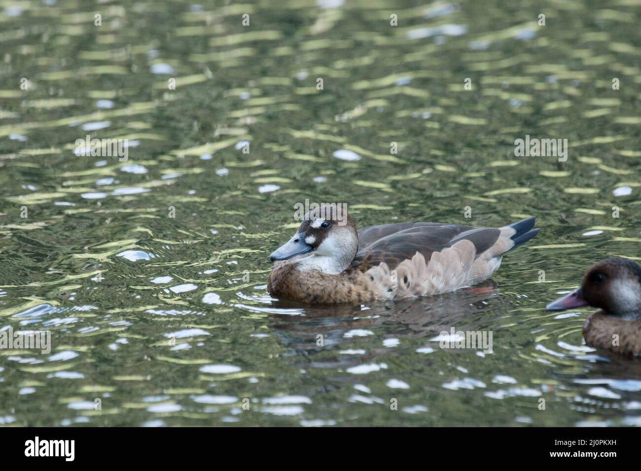 Duck, Foot-red, São Paulo, Brazil Stock Photo - Alamy