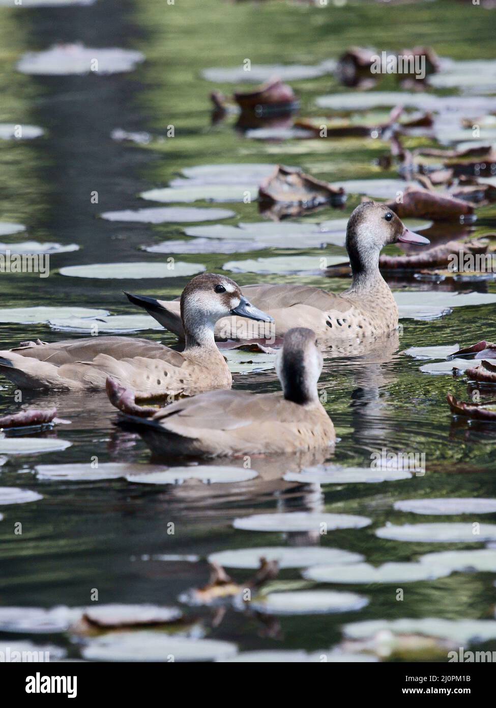 Duck, Foot-red, São Paulo, Brazil Stock Photo - Alamy