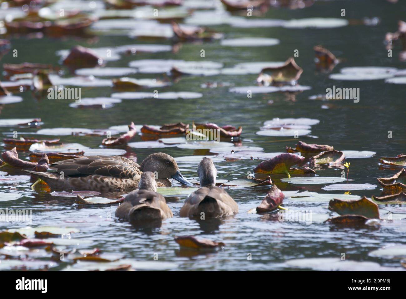 Duck, Foot-red, São Paulo, Brazil Stock Photo - Alamy