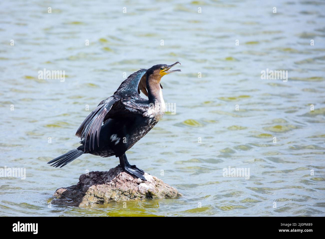 African waterfowl hi-res stock photography and images - Alamy