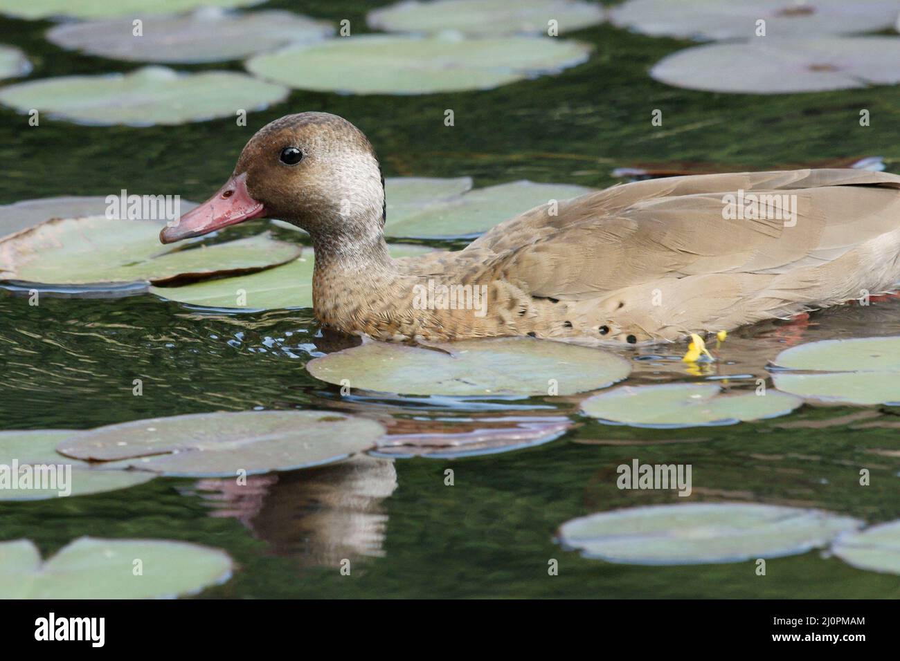 Duck, Foot-red, São Paulo, Brazil Stock Photo - Alamy