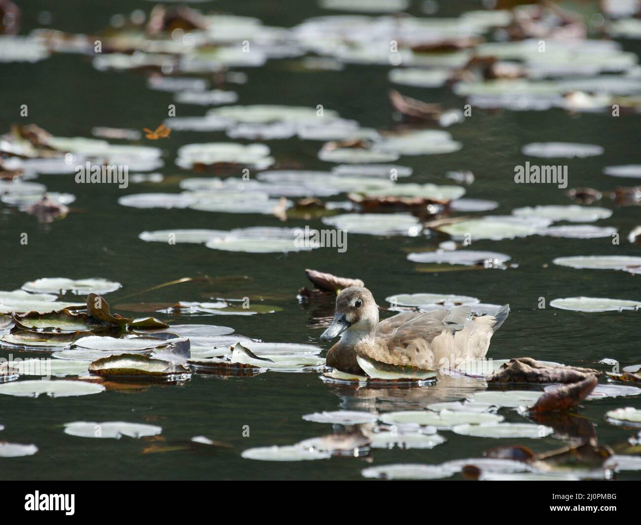 Duck, Foot-red, São Paulo, Brazil Stock Photo - Alamy