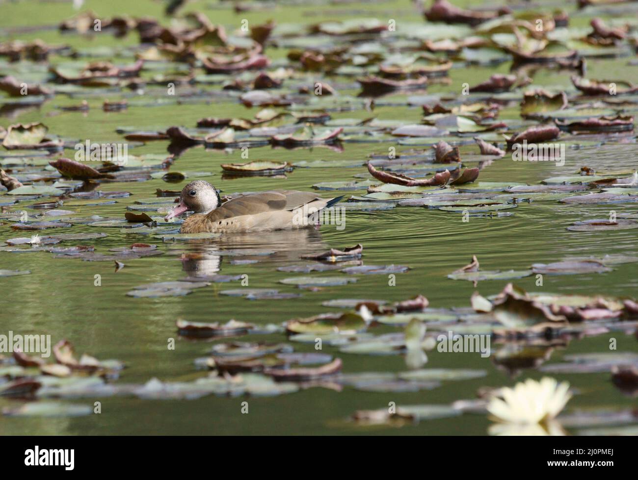 Duck, Foot-red, São Paulo, Brazil Stock Photo - Alamy