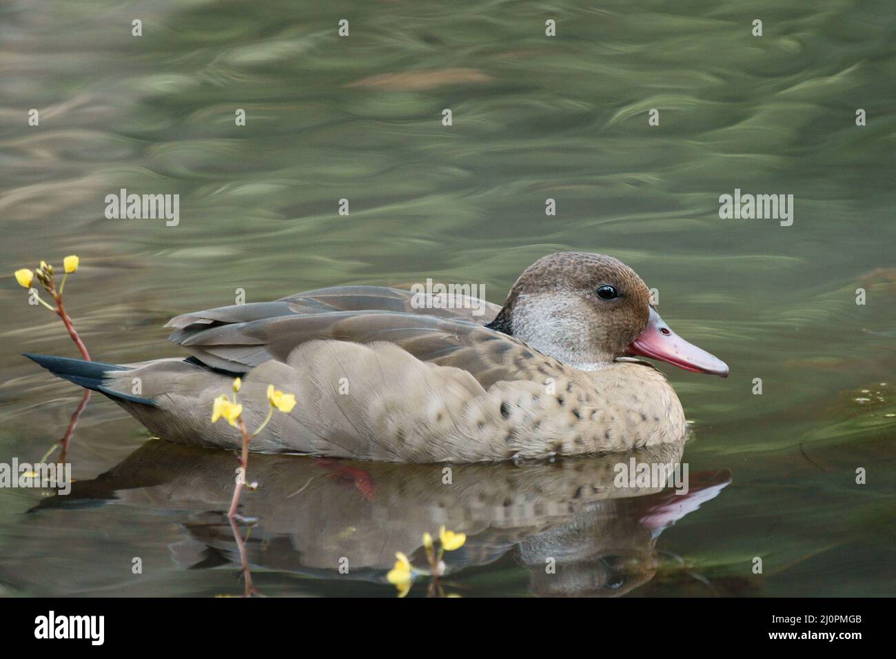 Duck, Foot-red, São Paulo, Brazil Stock Photo - Alamy