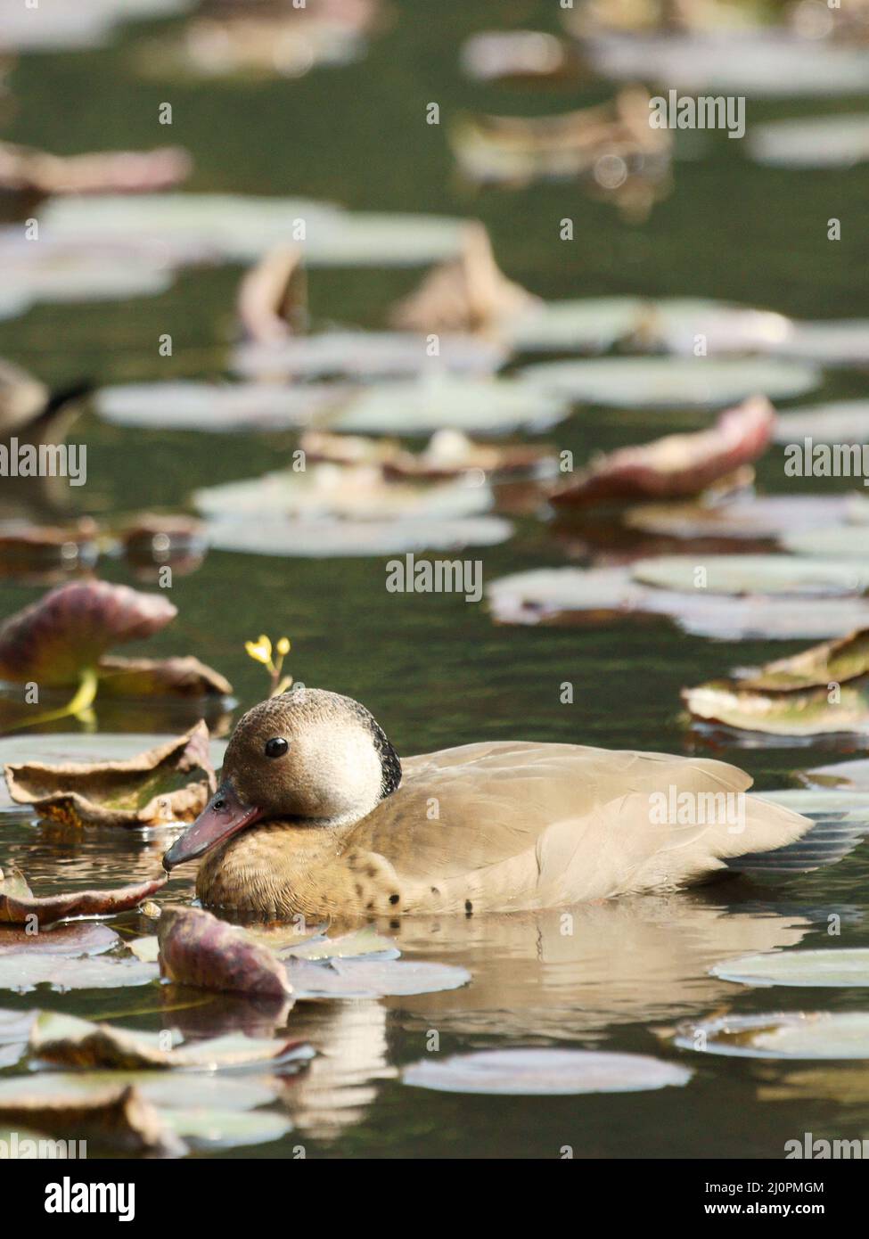 Duck, Foot-red, São Paulo, Brazil Stock Photo - Alamy
