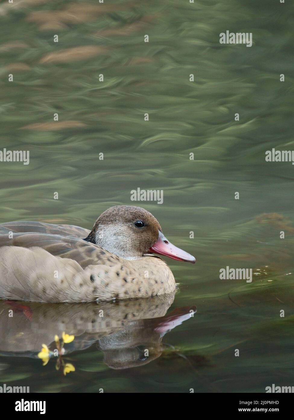 Duck, Foot-red, São Paulo, Brazil Stock Photo - Alamy