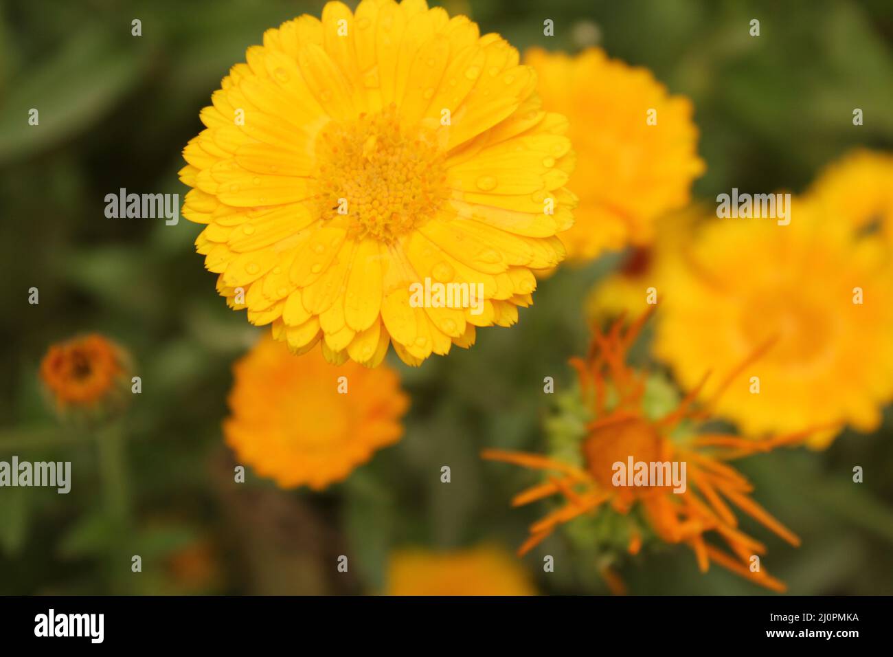 yellow calendula flowers in sunny day in dhaka city Stock Photo - Alamy