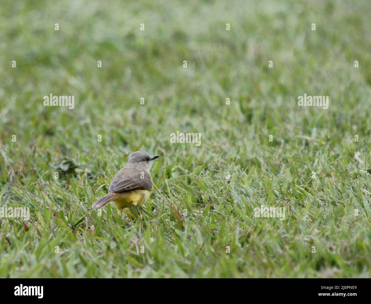 Siriri bird hi-res stock photography and images - Alamy