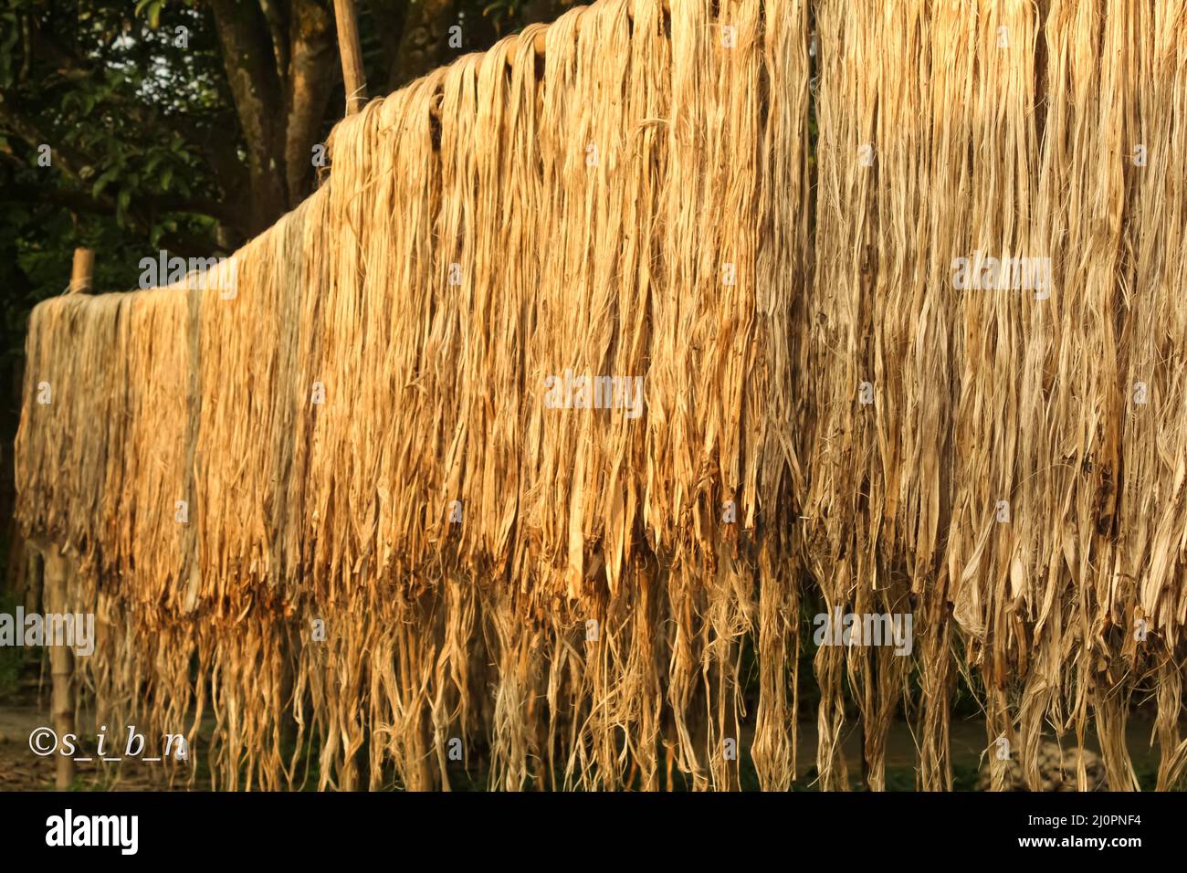 jute fabric are hanging for drying in processing period Stock Photo - Alamy