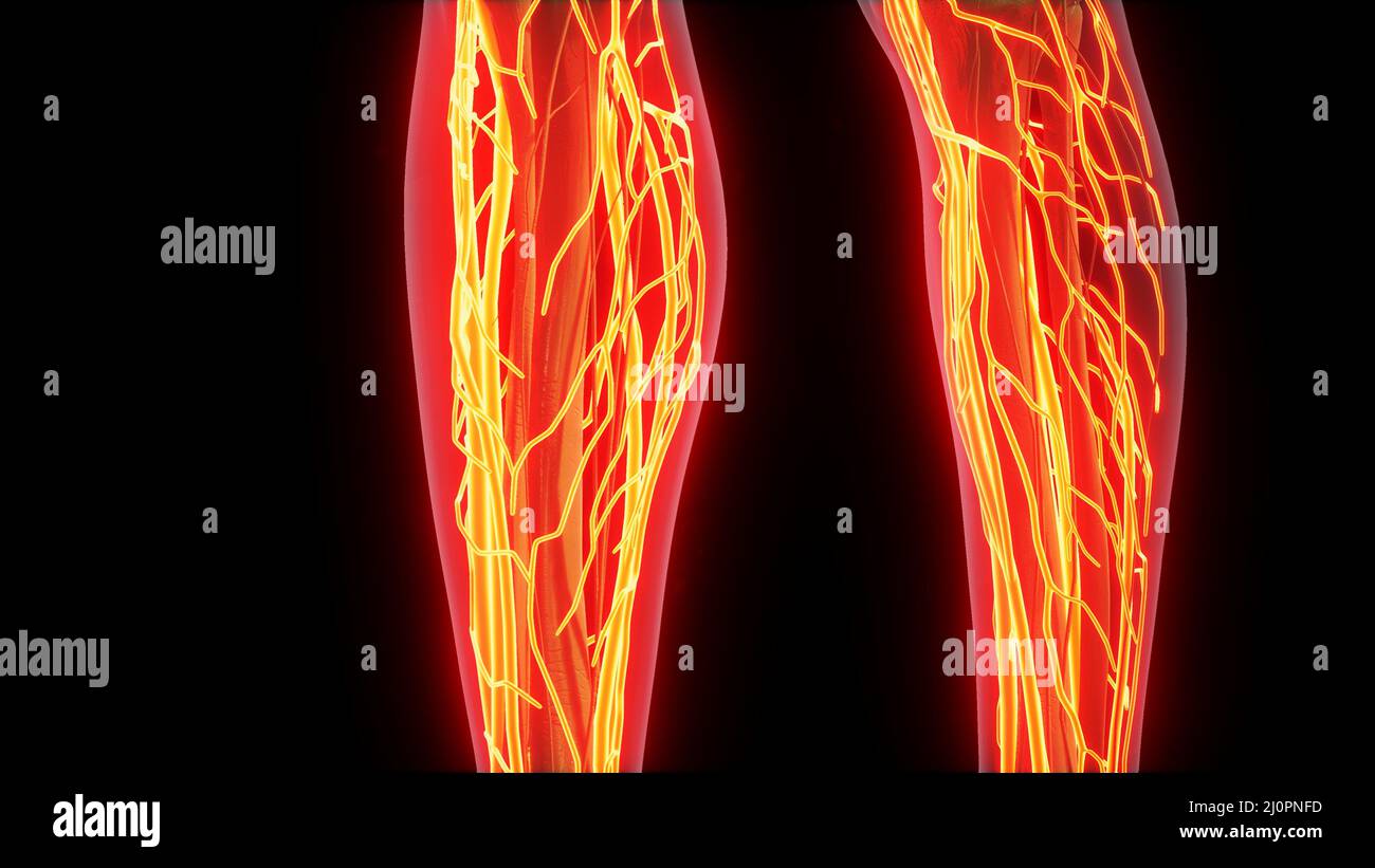 Science anatomy of human Blood Vessels Stock Photo - Alamy