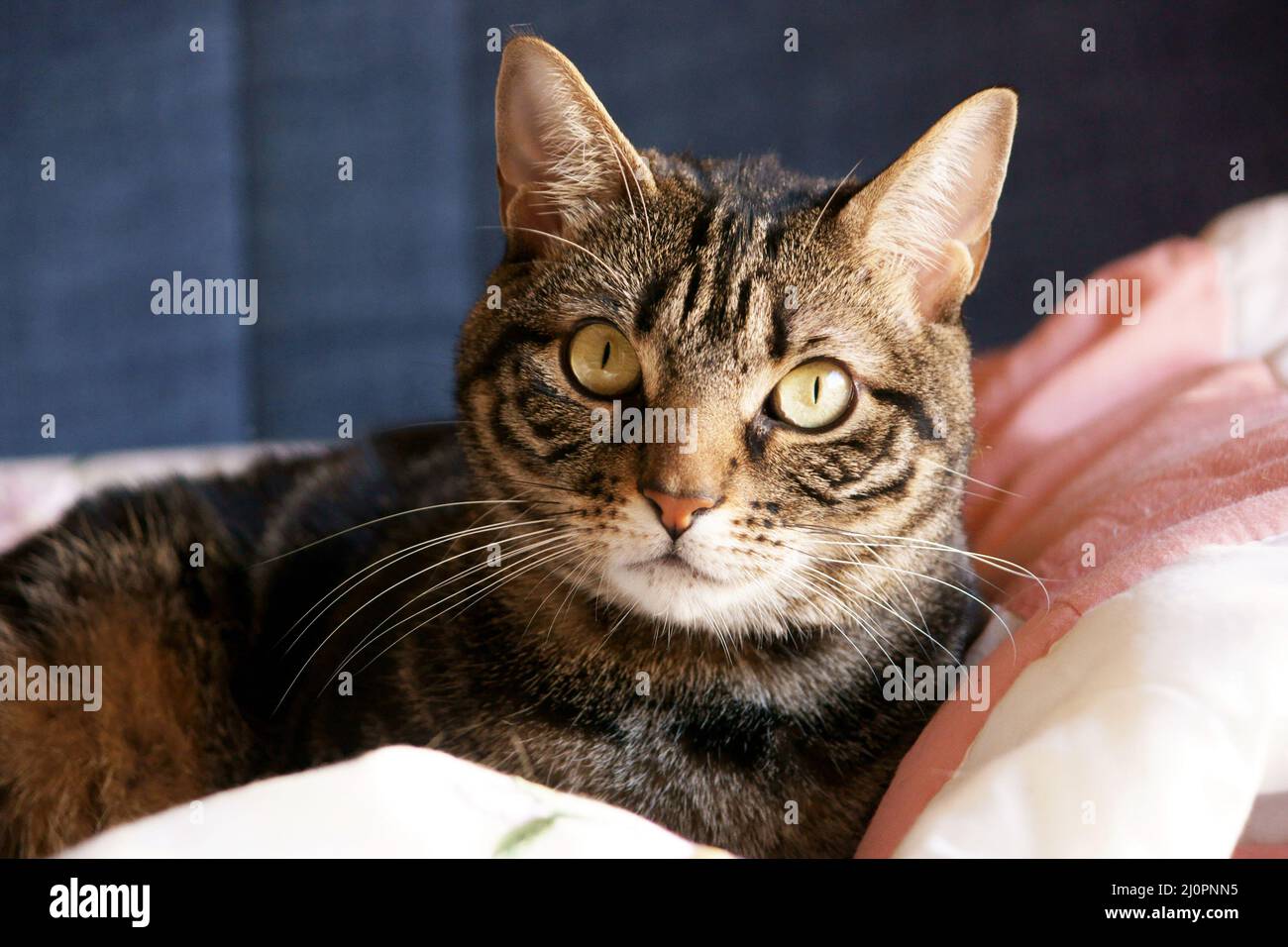 Cat, São Paulo, Brazil Stock Photo - Alamy