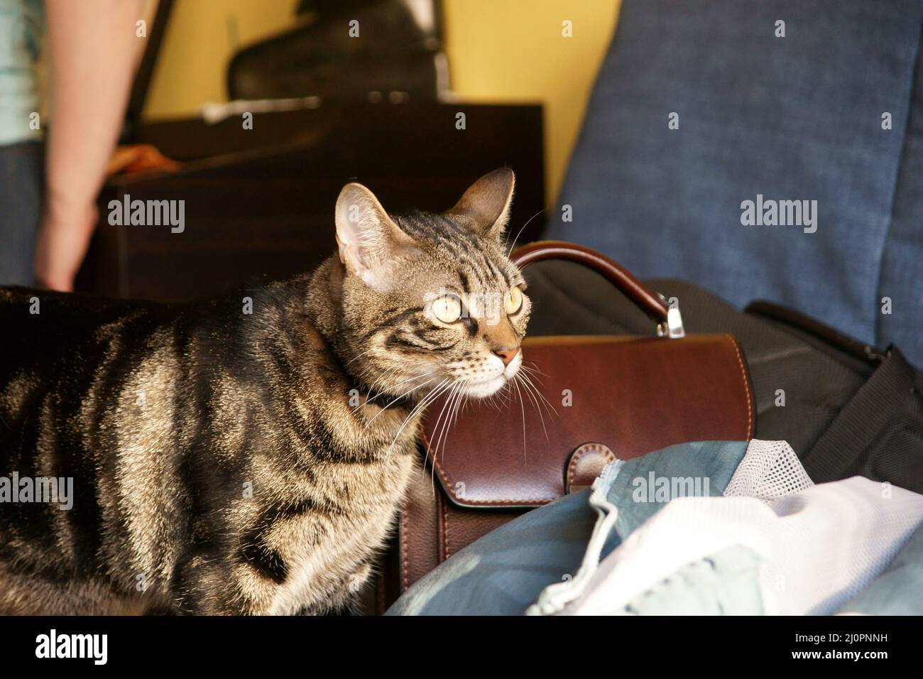 Cat, São Paulo, Brazil Stock Photo - Alamy