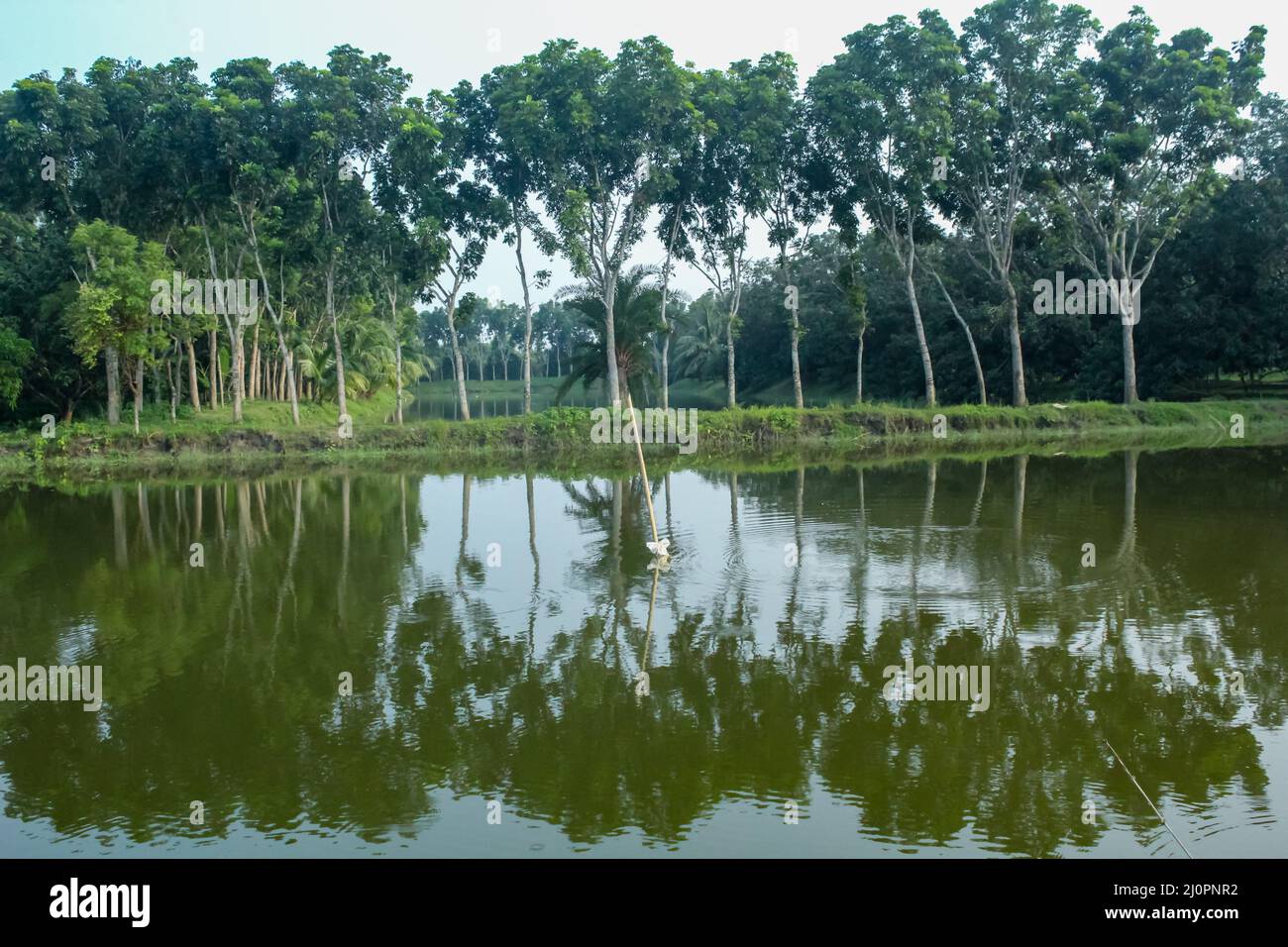 water reflection of trees on the village pond of bangladesh Stock Photo ...