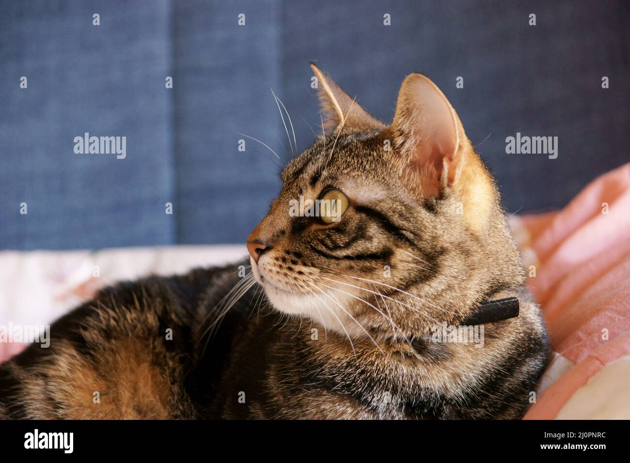 Cat, São Paulo, Brazil Stock Photo - Alamy