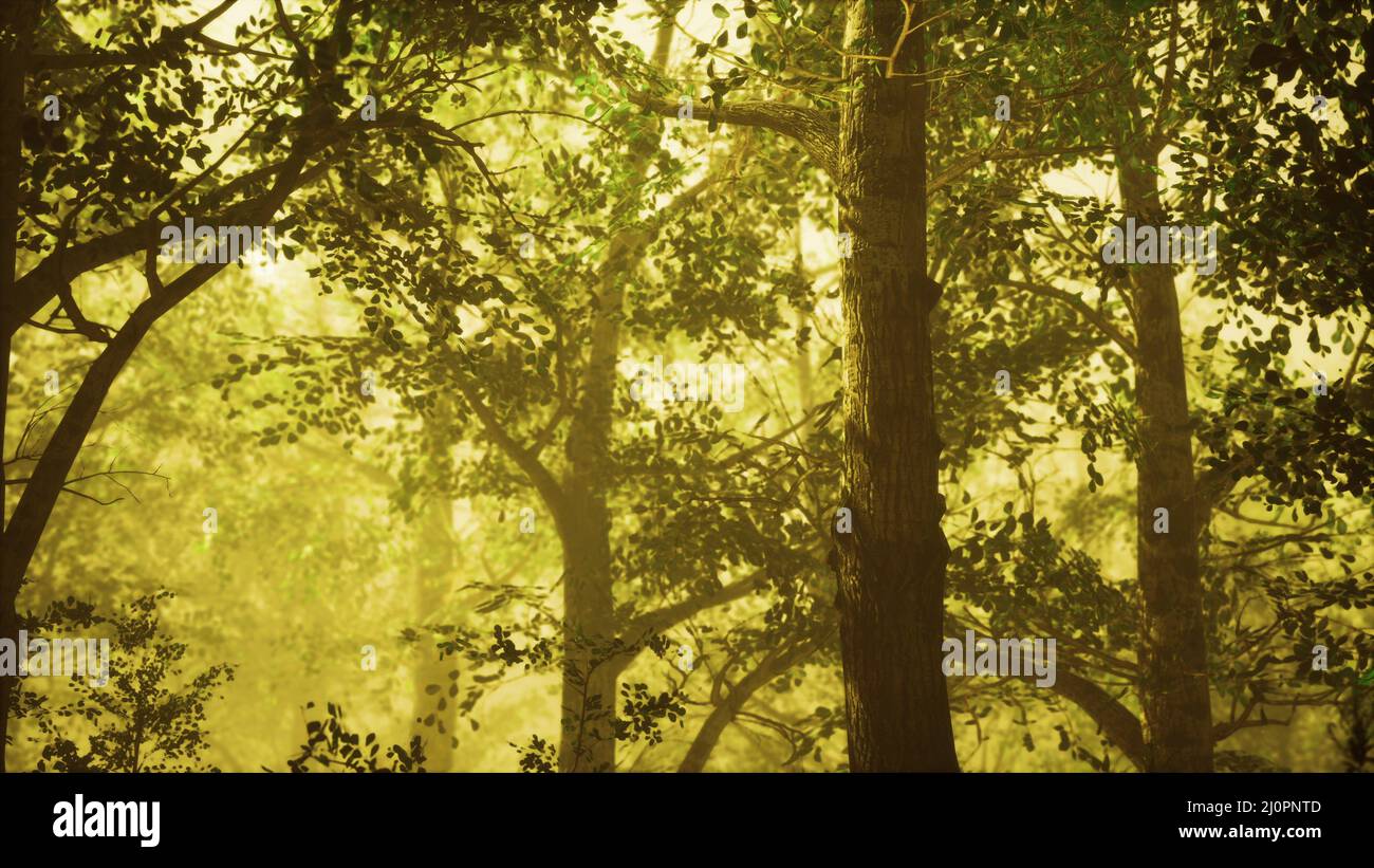 Magic dark summer forest scenery with rays of warm light Stock Photo ...