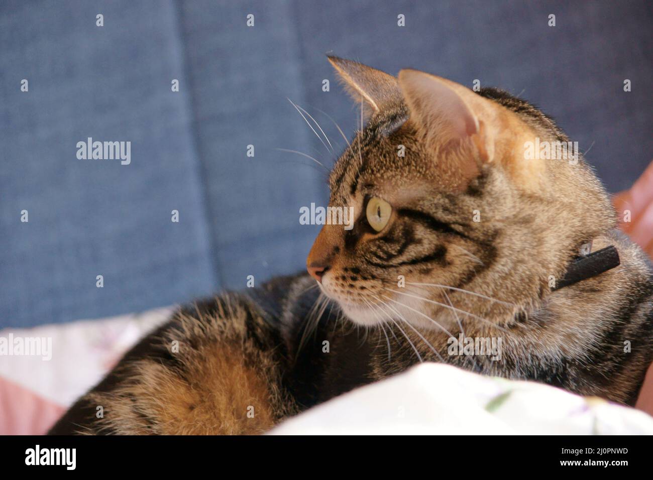 Cat, São Paulo, Brazil Stock Photo - Alamy