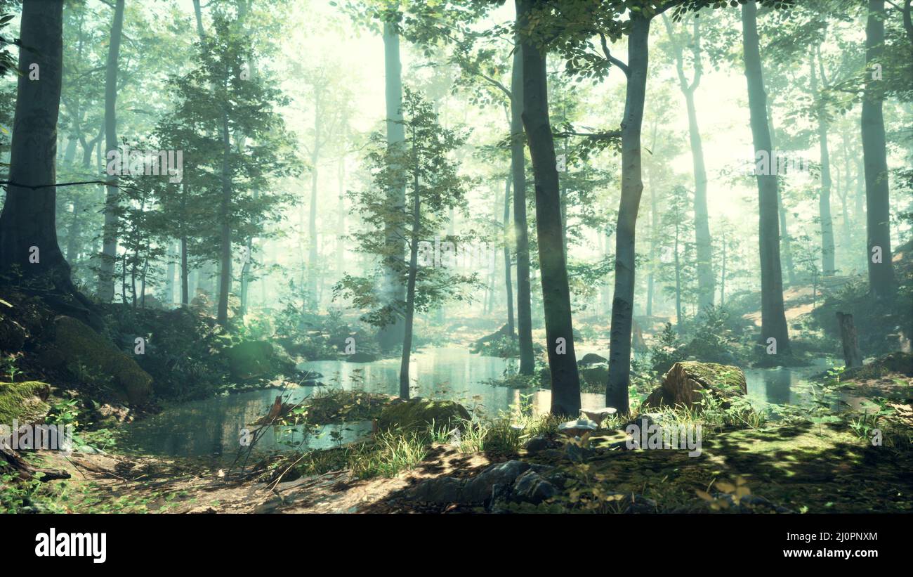 Forest with pond and mist with sunrays Stock Photo - Alamy