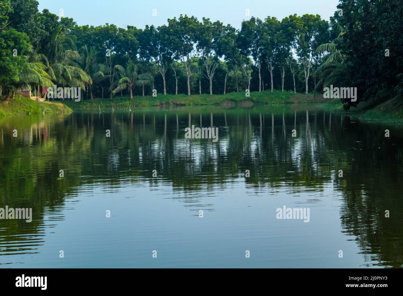 big pond with beautyful green scenery of rural area Stock Photo - Alamy
