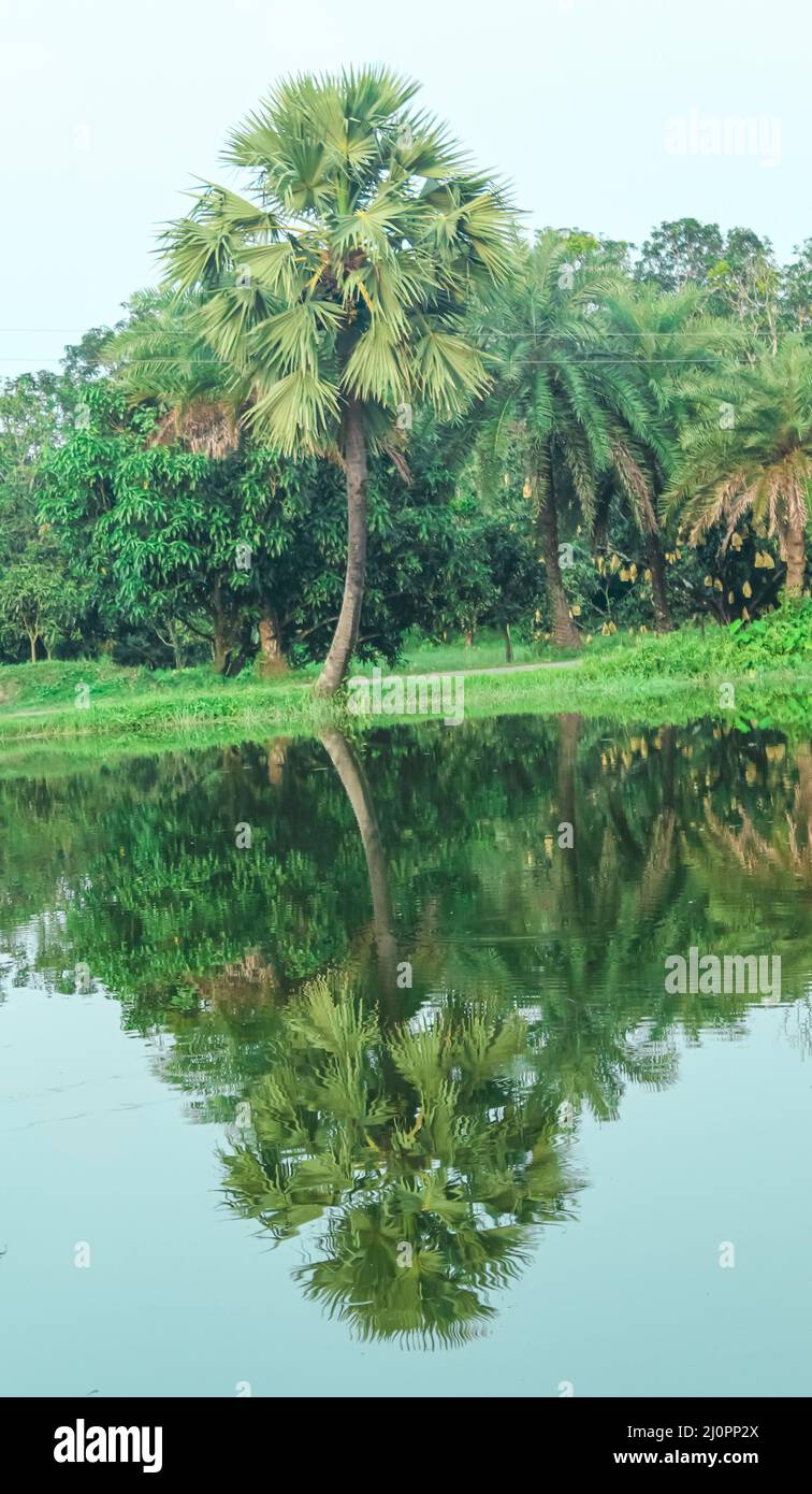 water reflection of green scenery of village Stock Photo - Alamy