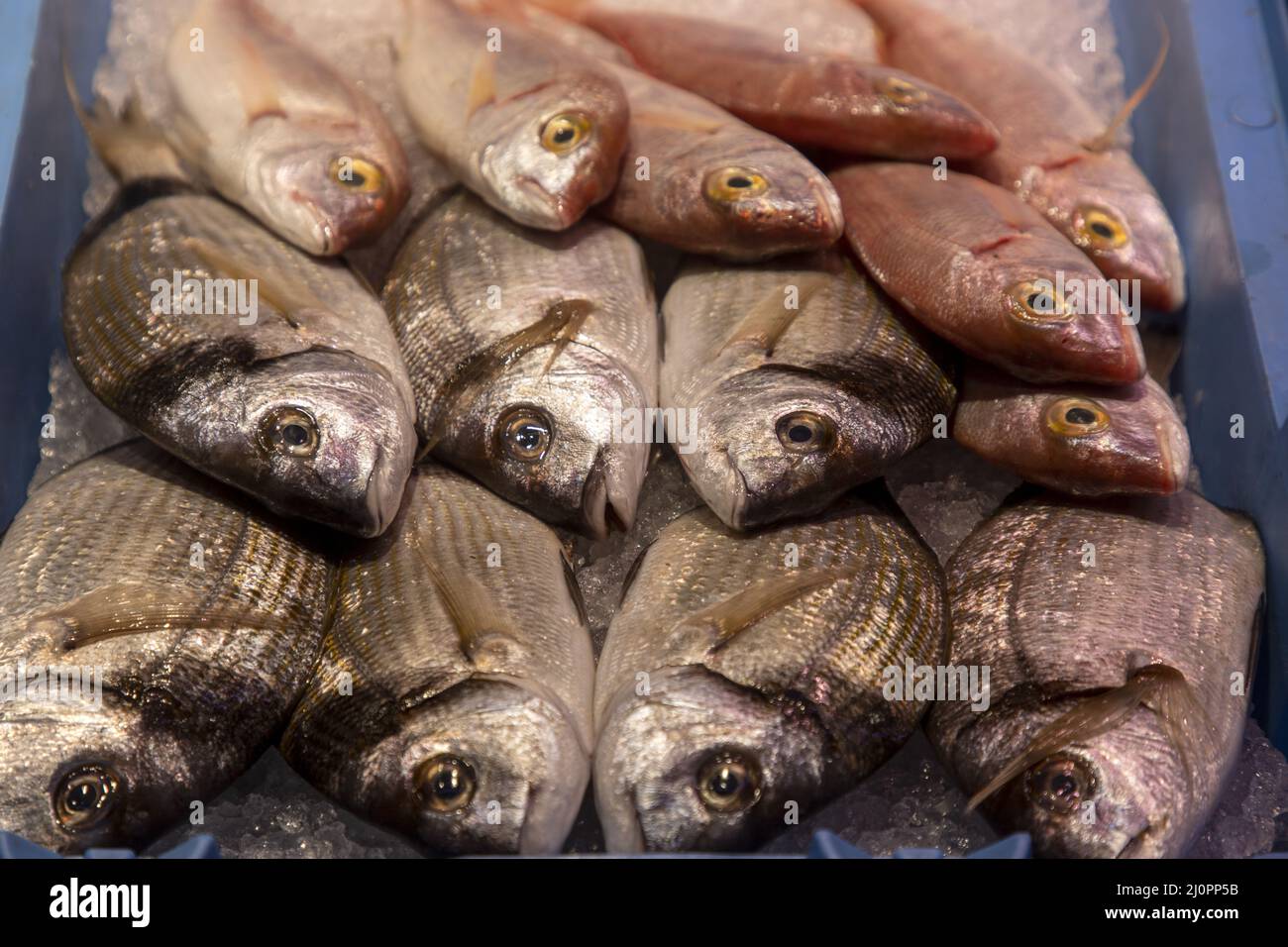 Freshly caught fish at the open market Stock Photo - Alamy