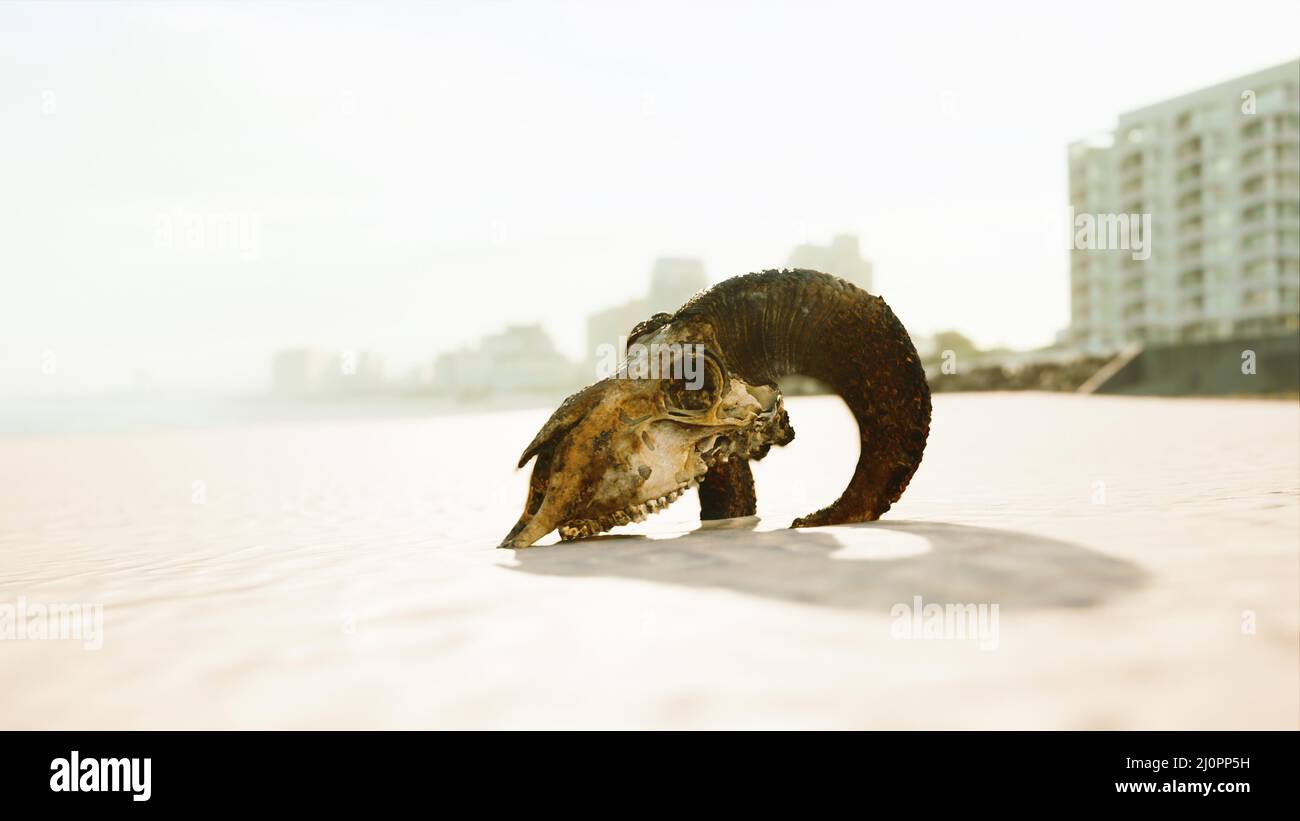 Closeup of a skull laying on the wet sand Stock Photo - Alamy