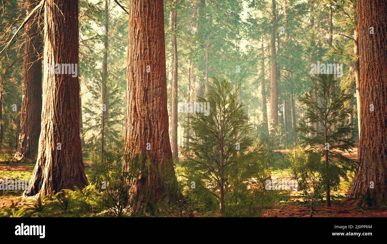 Giant sequoias in the giant forest grove in the Sequoia National Park ...