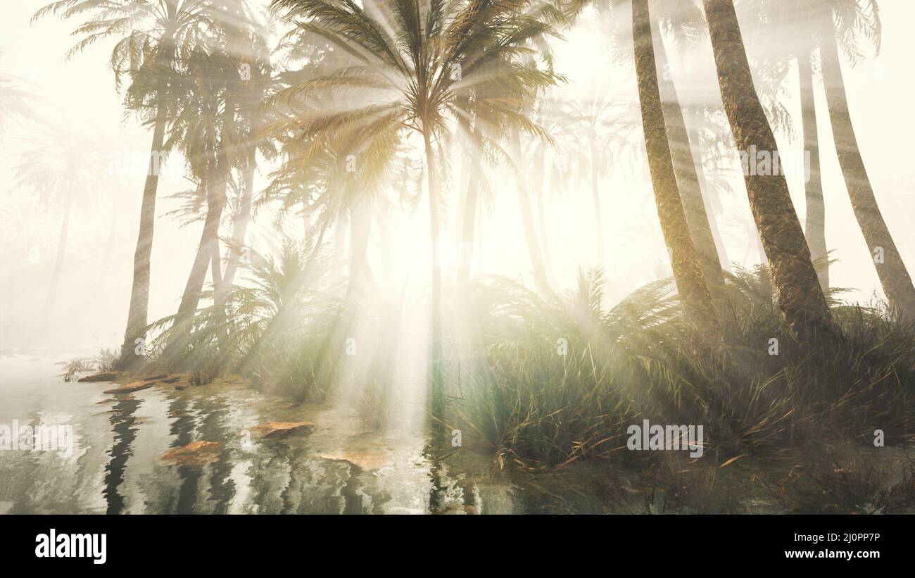 Coconut palms in deep morning fog Stock Photo - Alamy