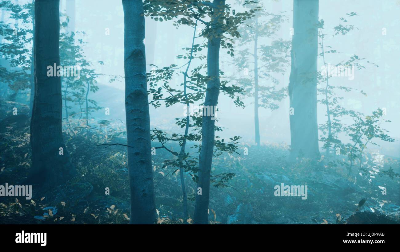 Morning fog in deep forest Stock Photo - Alamy