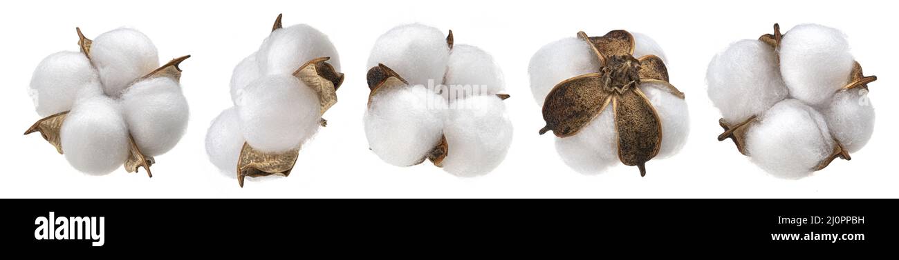 Cotton plant flower isolated on white background, collection Stock ...