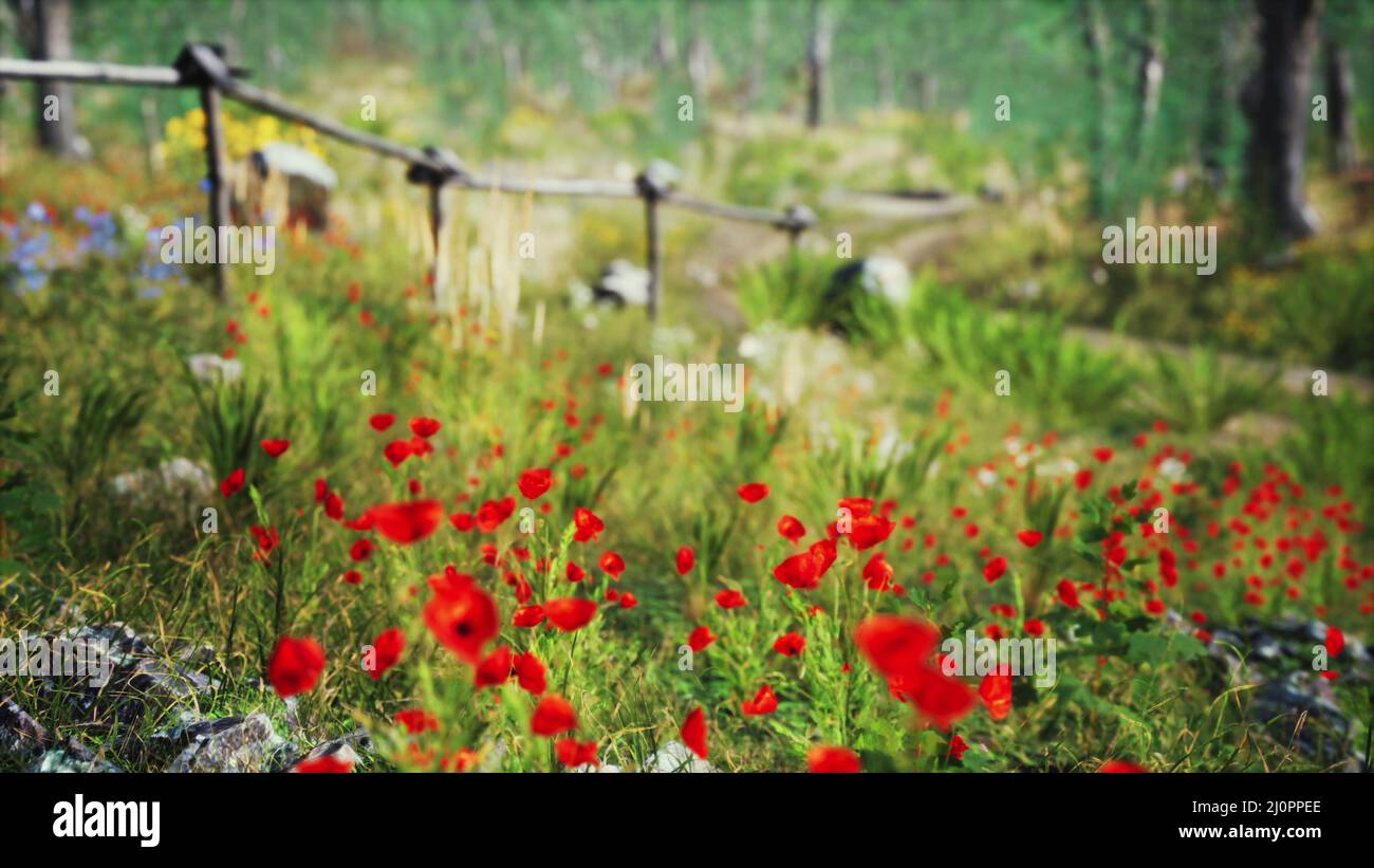 Grass field and forest trees Stock Photo - Alamy