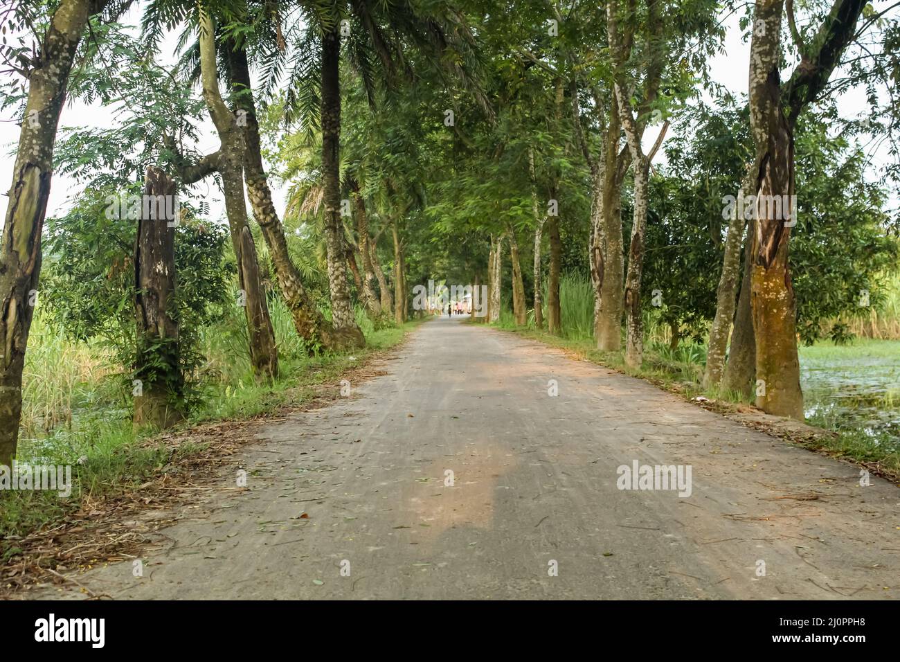 long path with full of trees in road side in rural area of bangladesh ...