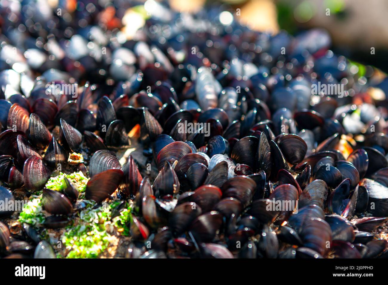 Shellfish reefs habitat . Mollusc background Stock Photo - Alamy