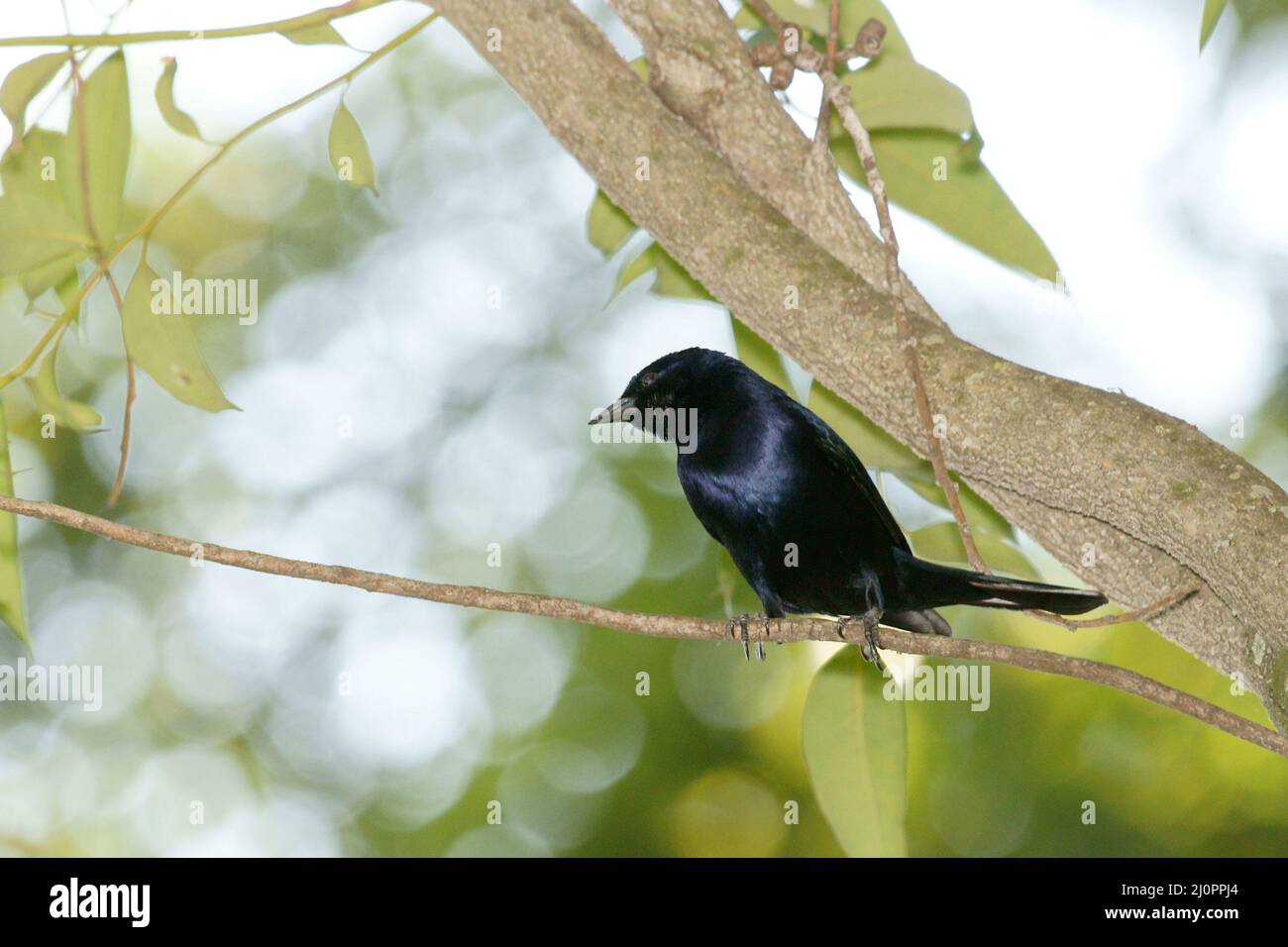 Animal, Bird, Chupim, (Molothrus bonariensis), Aclimação Park, São ...