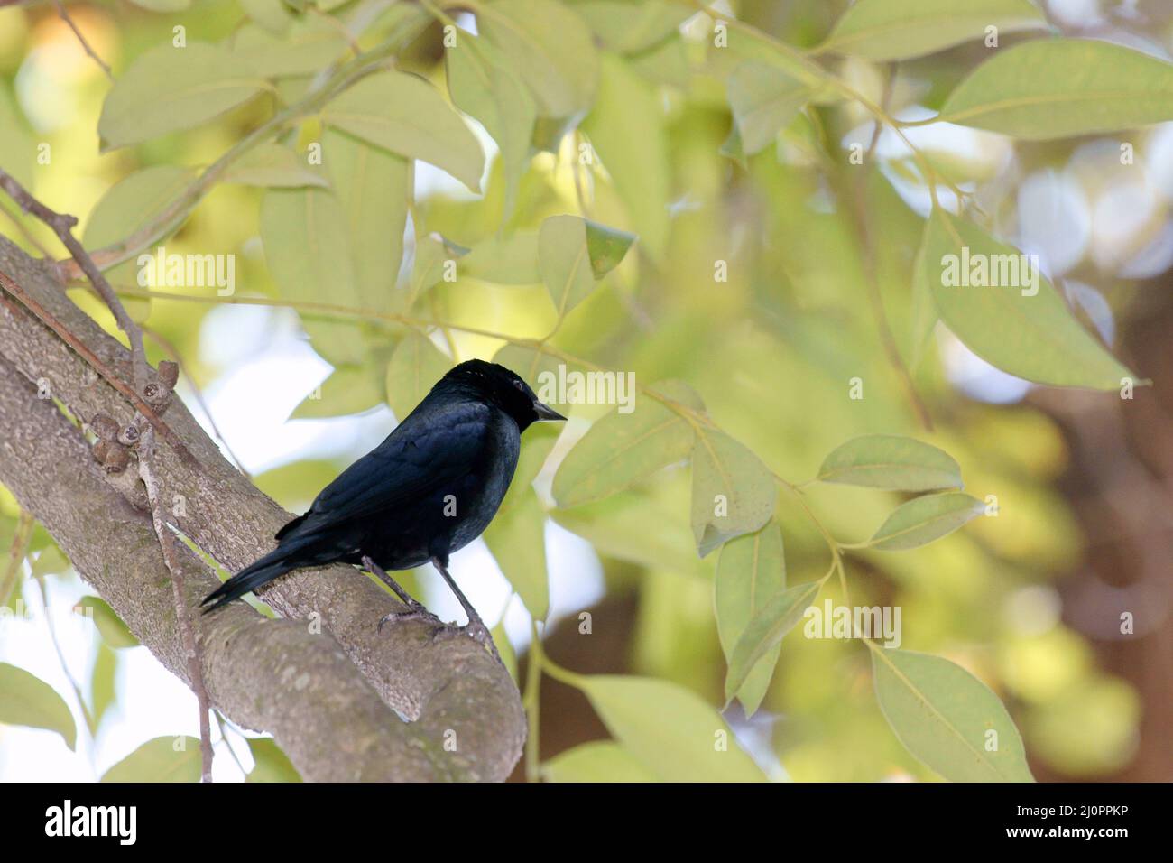 Animal, Bird, Chupim, (Molothrus bonariensis), Aclimação Park, São ...