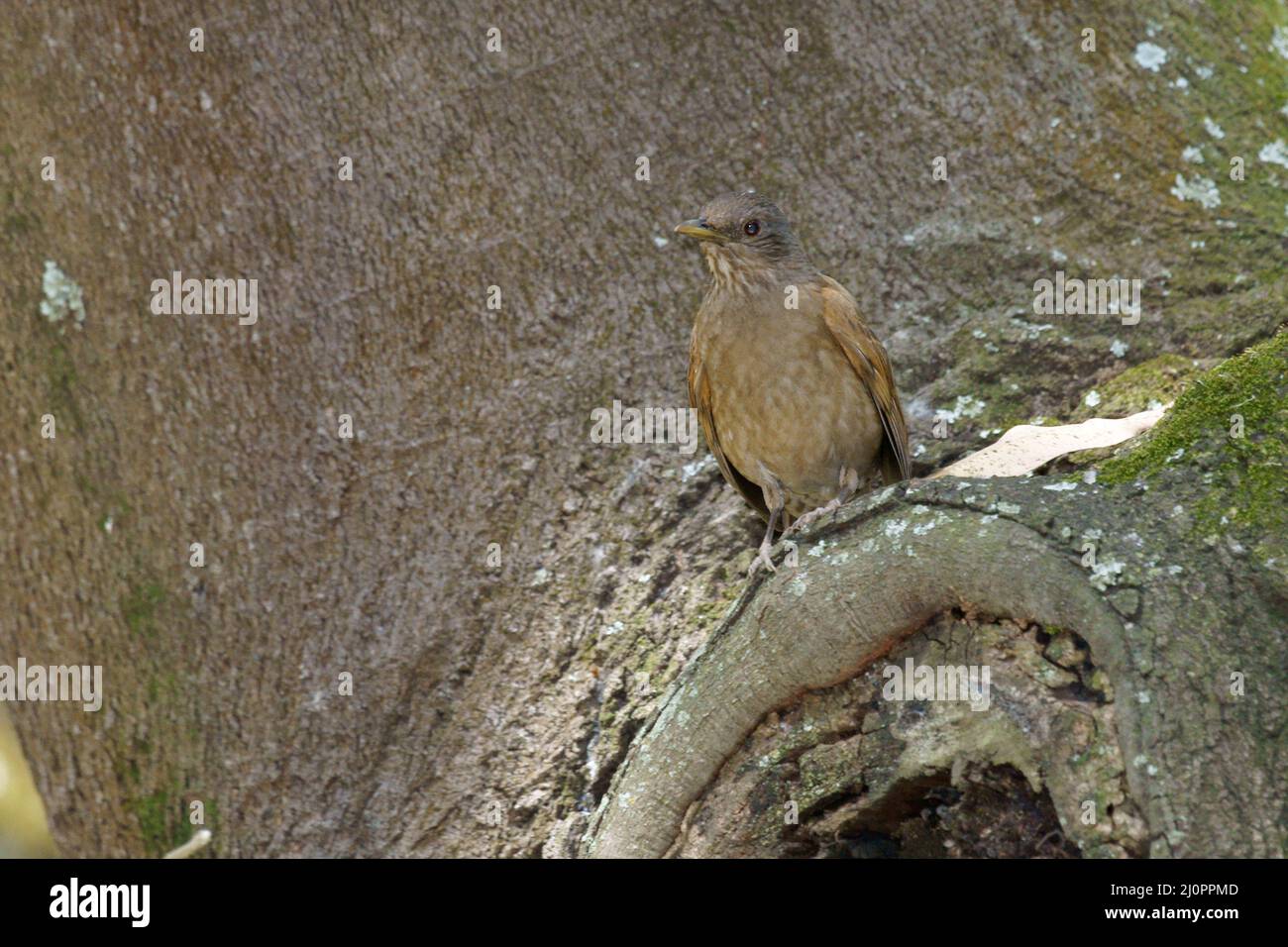 Thrush ravine hi-res stock photography and images - Alamy
