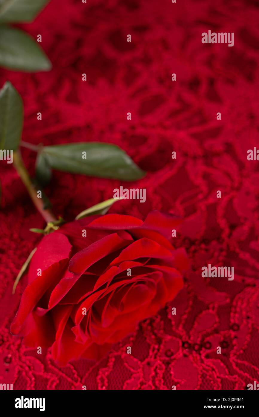 Red background with a lace pattern and rose Stock Photo - Alamy