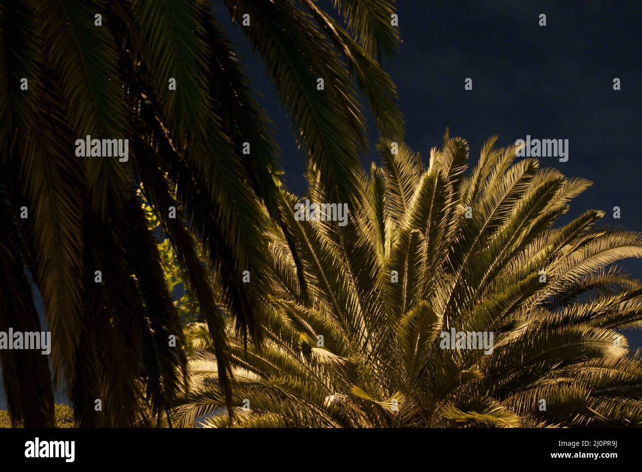 Ibirapuera Park, Night, São Paulo, Brazil Stock Photo - Alamy