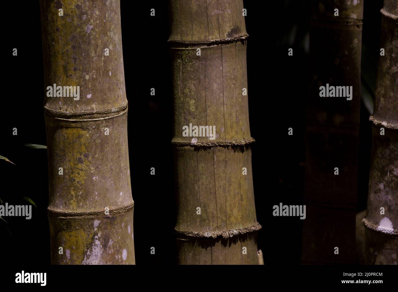 Trunks of bamboos hi-res stock photography and images - Alamy