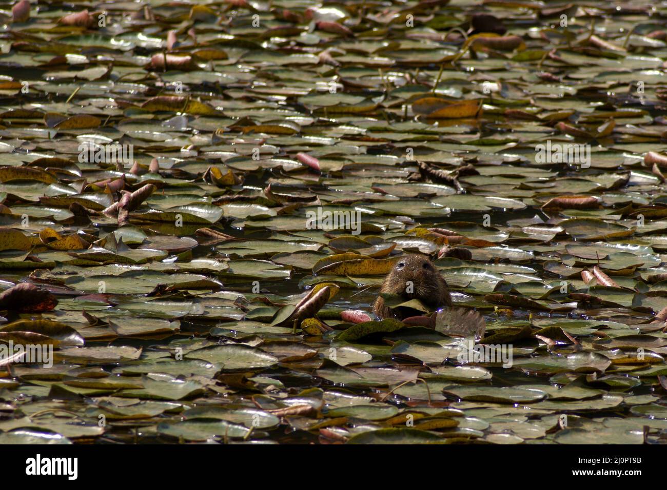 Horto florestal park hi-res stock photography and images - Alamy