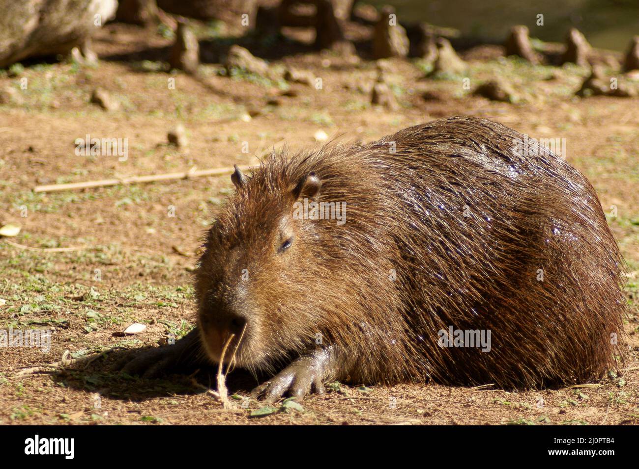 Animal, Capybara, Horto Florestal Park, São Paulo, Brazil Stock Photo ...