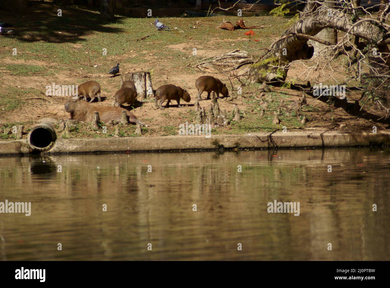 Animal, Capybara, Horto Florestal Park, São Paulo, Brazil Stock Photo ...